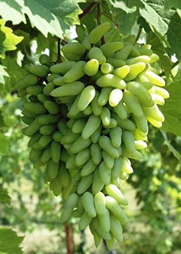 Green Volcano Hybrid Grapes Green Super Sonaka Seedless Variety Angoor ...