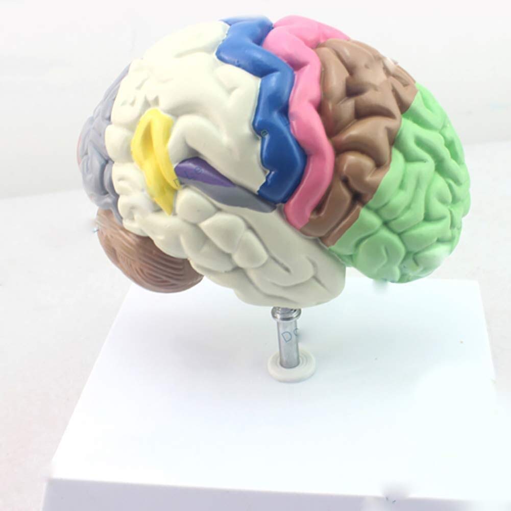 Buy Teaching torso/Human Brain Model Include Frontal Parietal Lobes ...