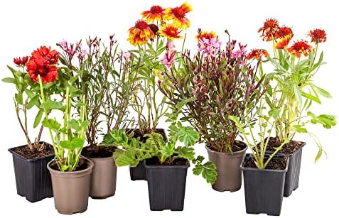 You Garden - 5 x Lucky Dip Perennial Collection in 9cm Pots - Hardy ...