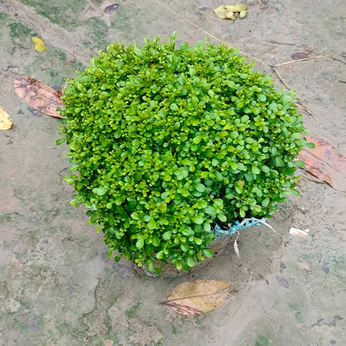 Table Kamini Plant : Amazon.in: Garden & Outdoors