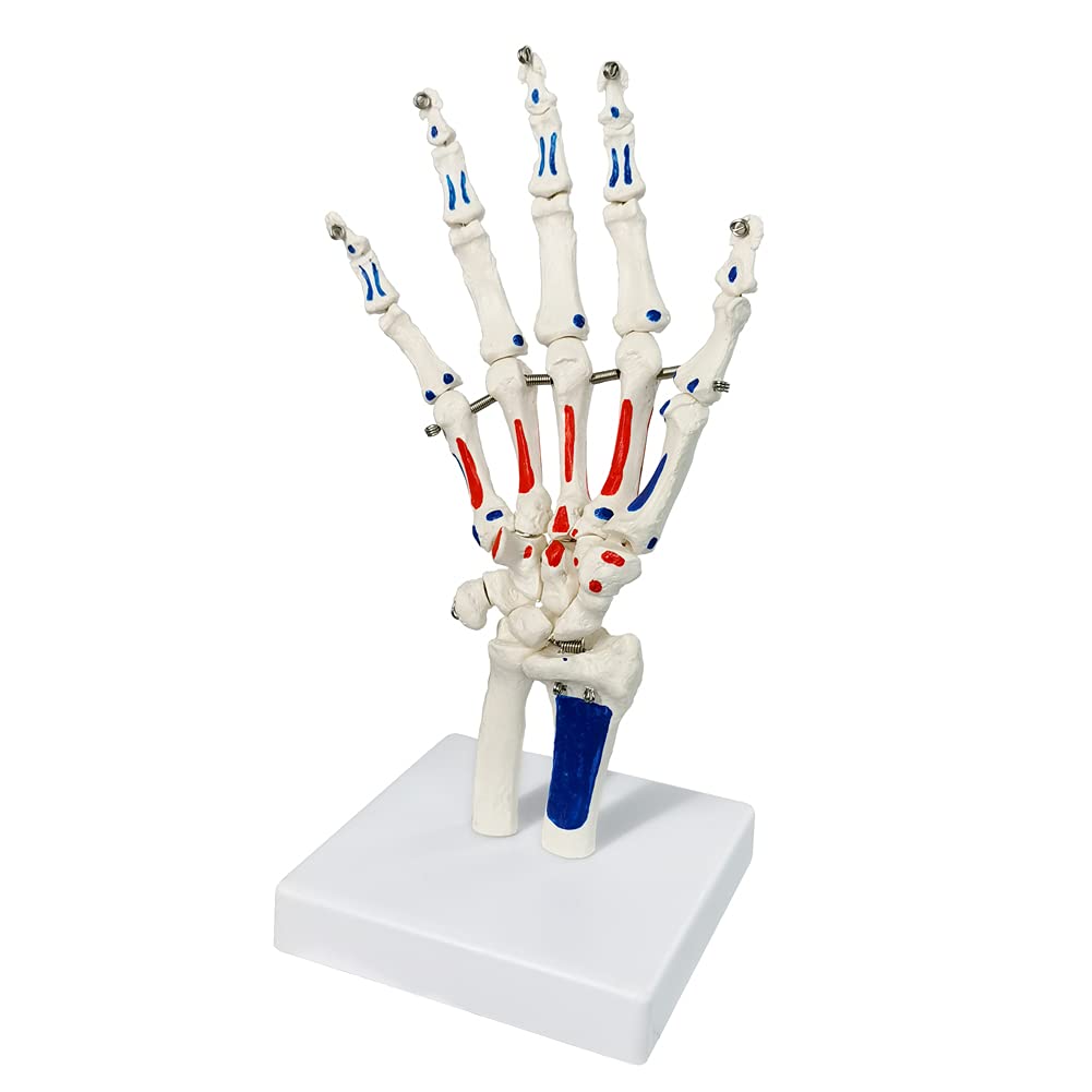 Articulated Life Size Hand Model with Wrist, Ulna, Nepal | Ubuy