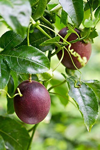 Creative Farmer Live Plant Purple Passion Fruit (Passiflora Edulis ...