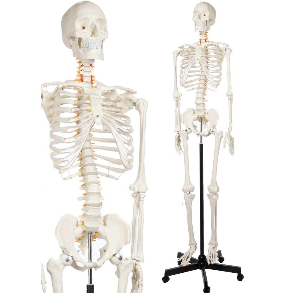 Buy Educational Model 170 Cm LifeSize Skeletal System, 206 s ...