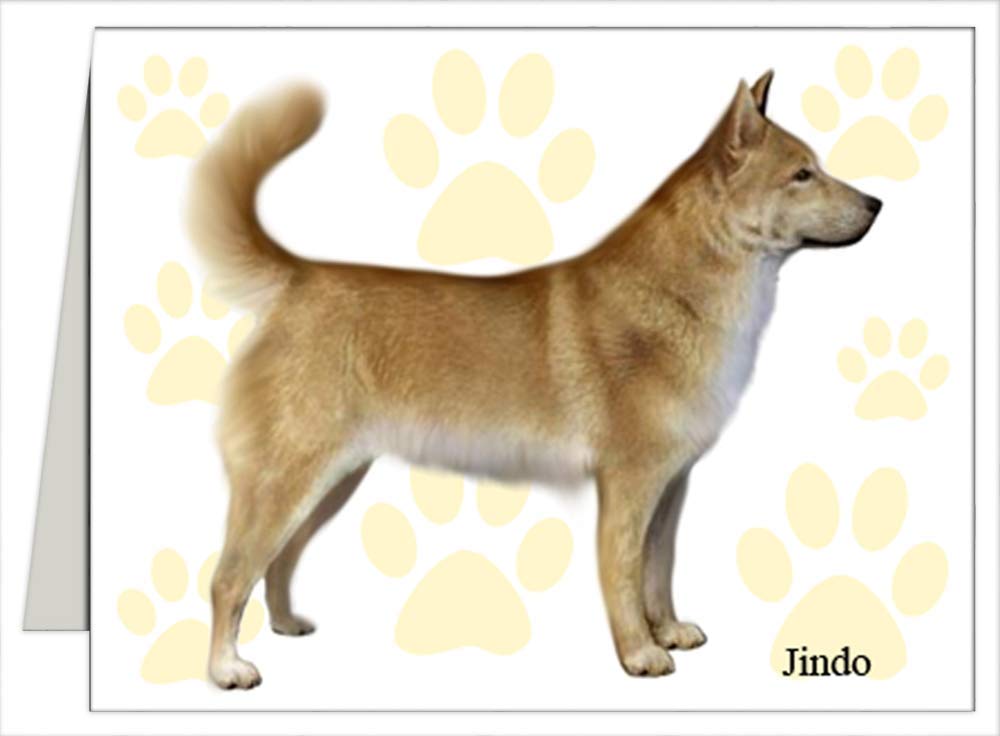 Amazon.com: Jindo Note Cards : Office Products