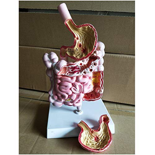 Buy Teaching model Human Organ Anatomical Model Digestive System ...