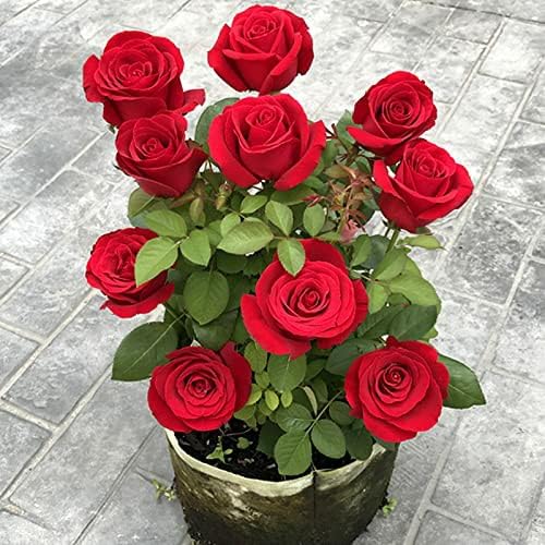 Hybrid Red Rose Live Plant Gulab Plant | All Season Fragrant Rose Plant ...