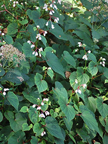 Begonia grandis - How to grow & care