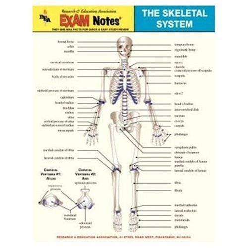 Exam Notes Skeletal System St: Buy Online at Best Price in Egypt - Souq ...