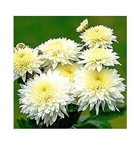 Gardening Paradise Live Guldavari/Chrysanthemum Pink Beautiful Flower ...