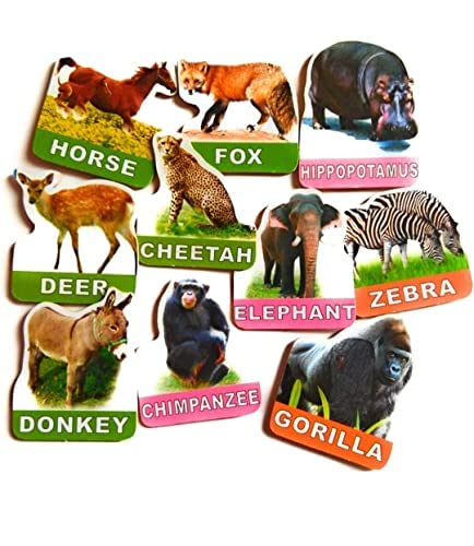 Futurez Key Wooden Magnetic Wild Animals' Name Cards/Multicolour Flash ...
