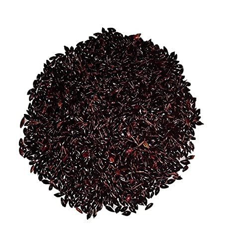 Buy Numinous COFS 31 /Sorghum/Jowar/Jwari/Multicut/Perennial Fodder ...