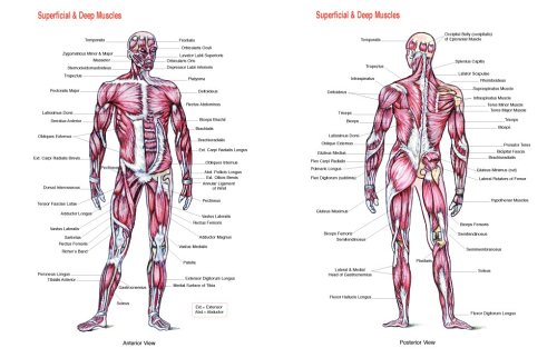Superficial And Deep Muscles Chart | Amazon.com.br