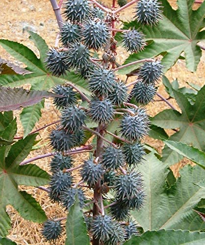 BLOSSOM WALL INDIA Live Arandi/Castor/Castor Oil/Ricinus communis ...