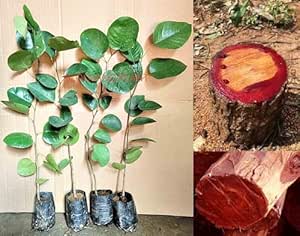 Red Chandan Live Plant | Red Sandalwood Tree | Laal Chandan | Rakta ...
