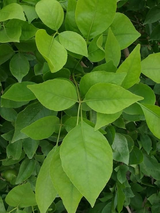 Oyeboy Bel Patra/Bela Tree/Bilva plant with 4 inch pot : Amazon.in ...