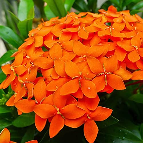 Aiden Gardens Dwarf Ixora coccinia Jungle Flame,Thetti, Chinese Deep ...