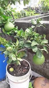 Golden Bloom Grafted Original Live Pomelo Batabi Lemon Fruit Plant ...