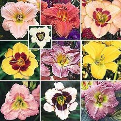 Amazon.com : Super Reblooming Daylily Collection : Day Lily Plants ...