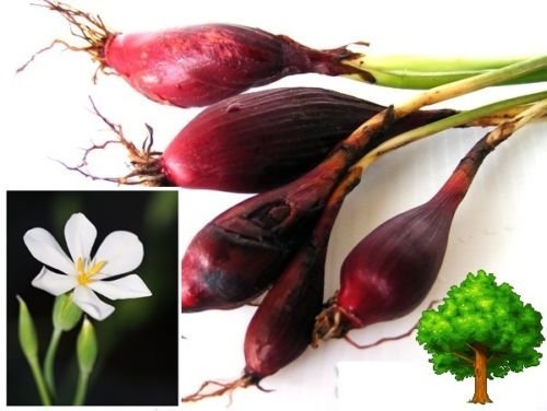 Buy Tara-garden DAYAK ONION BULB MALA-BAWANG VERY RARE Eleutherine ...