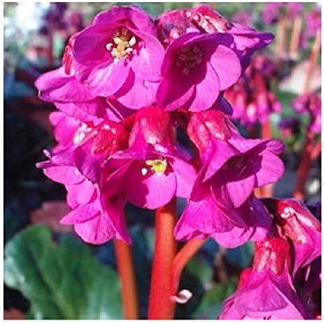 Bergenia cordifolia 'Red Beauty' / Hardy Evergreen Perennial/Elephant ...