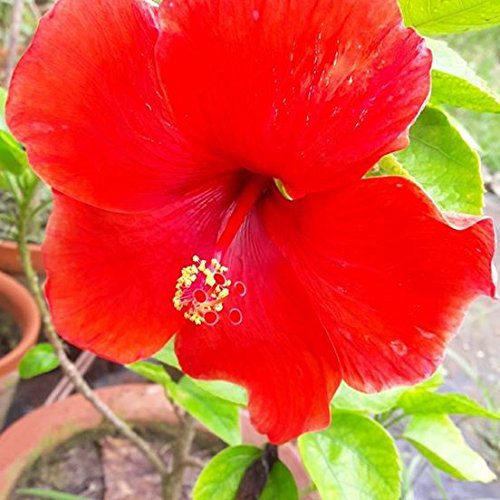 Dream mall Gurhal/Hibiscus/Chembaruthi Flower -Live Plant with Pot (Red ...