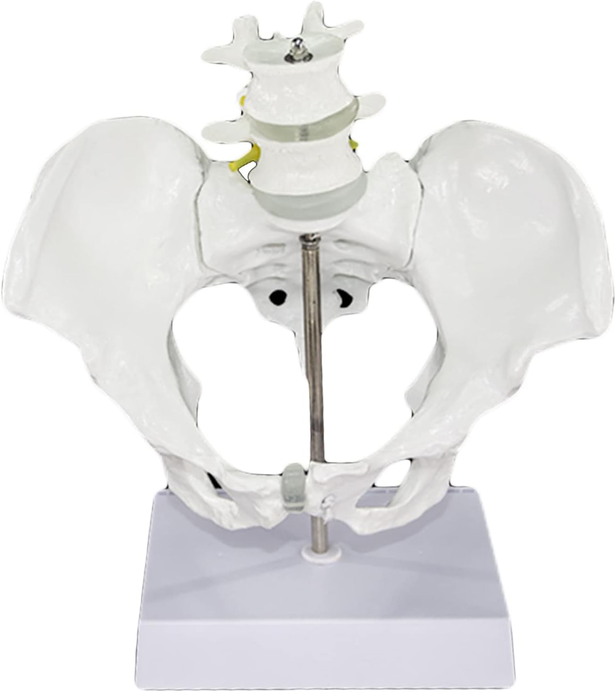 Life Size Female Pelvis Model-Pelvic Skeleton Model-for Obstetrics ...
