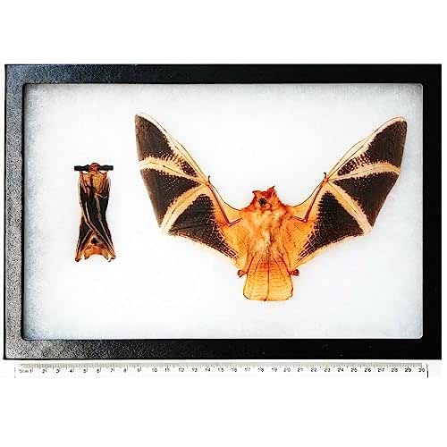 Amazon.com: BicBugs Kerivoula picta SPREAD + HANGING orange fire bats ...