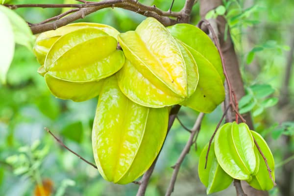 Mphmi Live Plant Nursery NCR Kamrak, Starfruit - Plant Live Nursery ...