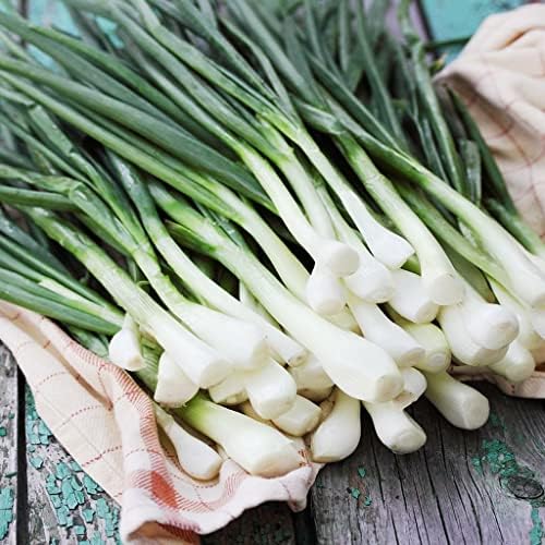 Amazon.com : 1,000 Nebuka Evergreen Bunching Onion Seeds for Planting ...