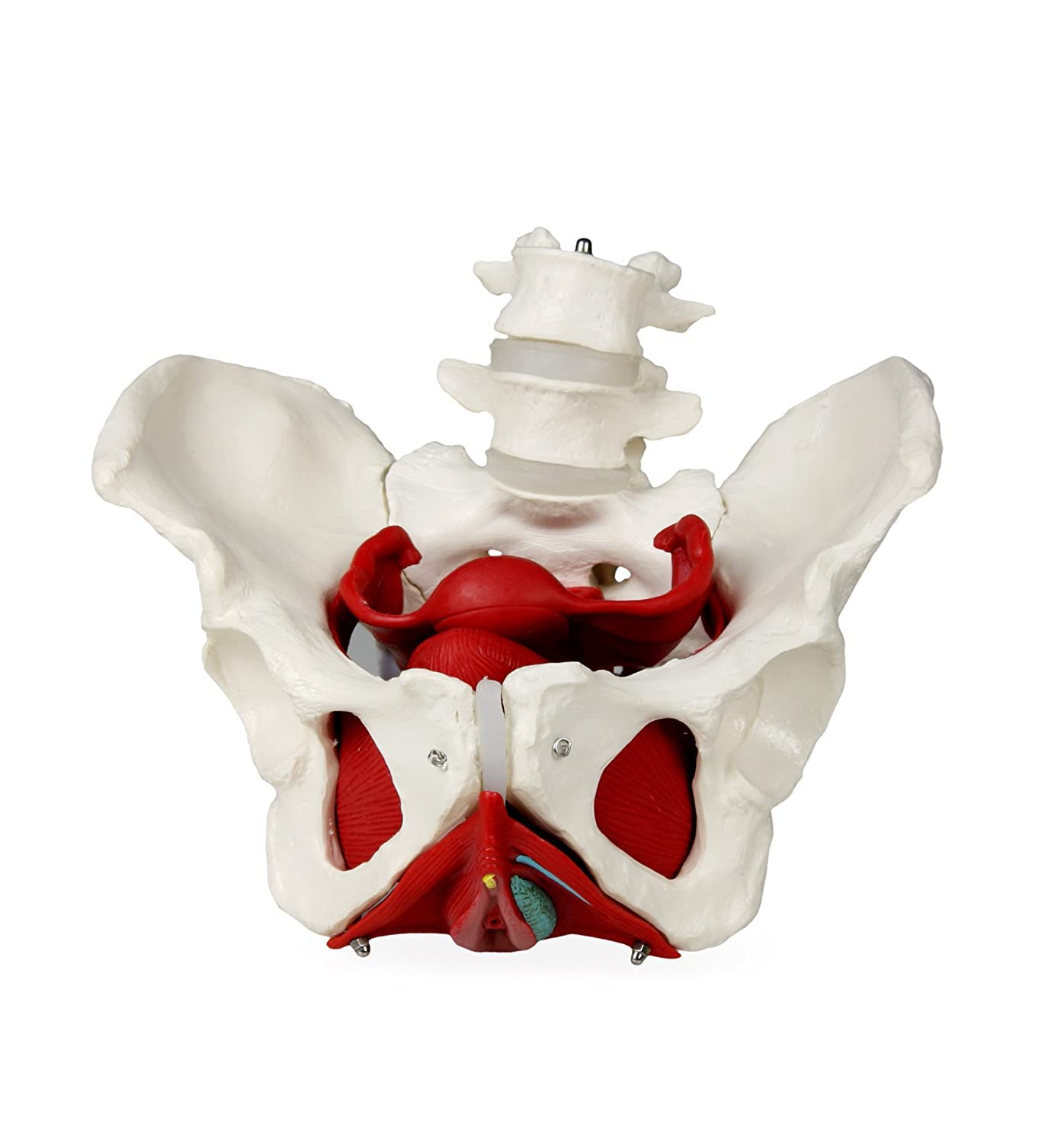Buy Female Pelvis Pelvic Floor Muscle Model, Uterus Ovary Muscle ...