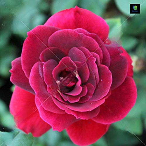 Amazing Store Rose (Maroon) - Plant : Amazon.in: Garden & Outdoors