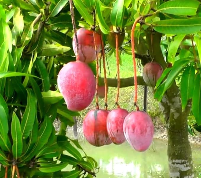 Manju Nursery Gulab Khas Mango Live Grafted Plant Mamidi Mangifera ...