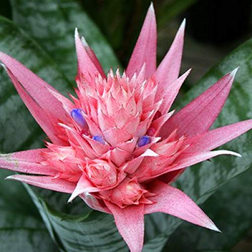 Mphmi Seedless Plant Flower Plants Bromiliad Pink Plant : Amazon.in ...