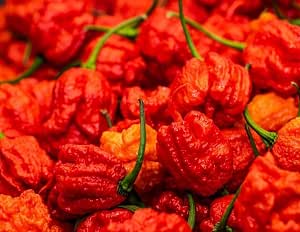 10 Seeds, Caroline Reaper Pepper Seeds, Hottest Pepper in The World ...