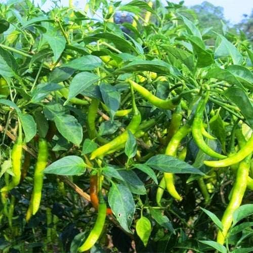 Sky Nursery Chilli Tree plant |chilli plants for home garden | Live ...