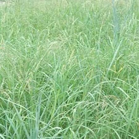 Amazon.com : Outsidepride Southwest Native Grass Seed Mix of Warm ...