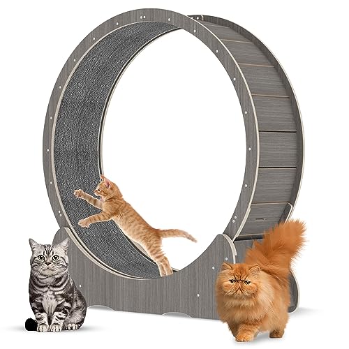10 Best Hoiru Cat Wheels for Happy and Healthy Felines! - Furry Folly