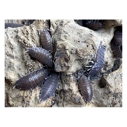 Bugzy Bugs Powder Blue Isopods Porcellionides Pruinosus 10 Count ...