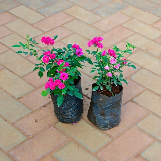 Set of 2 organic Button Rose Planting And Care colour) in 6 Garden ...