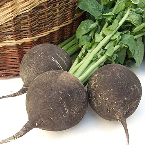 Black radish - How to grow & care