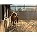 Megazorb Animal Bedding 85 Litres : Amazon.co.uk: Pet Supplies