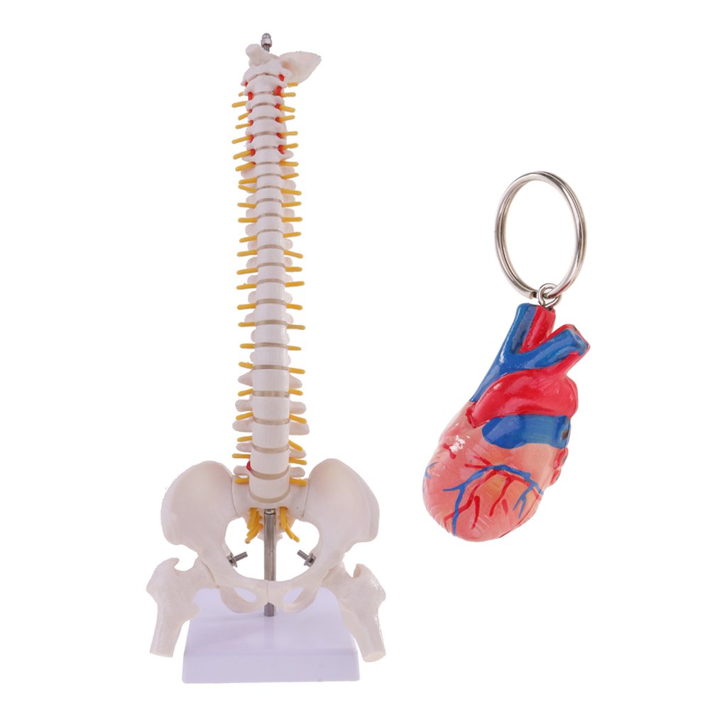 Gazechimp Mini Heart Keychain And 45cm Tall Flexible Vertebral Column ...