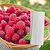 Amazon.com : Joan J Thornless Raspberry Plants - Raspberry Supports ...