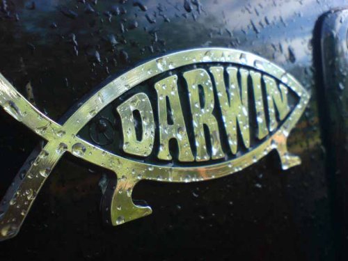 Darwin Fish Car Plaque. : Amazon.co.uk: Automotive