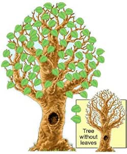 Amazon.com: Carson Dellosa Big Realistic Tree : Office Products