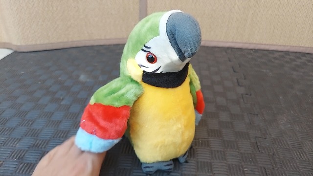 Watch This Fuzzy Bird Repeats Everything It Hears on Amazon Live