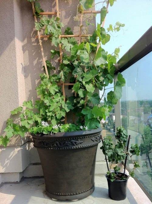 PlantaZee Grape Fruit Long Green Angoor/Grapes Rare Grafted Plant With ...