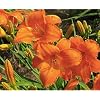 Amazon.com : Mauna Loa Daylily - Bare Root Plant, Hardy Perennial for ...