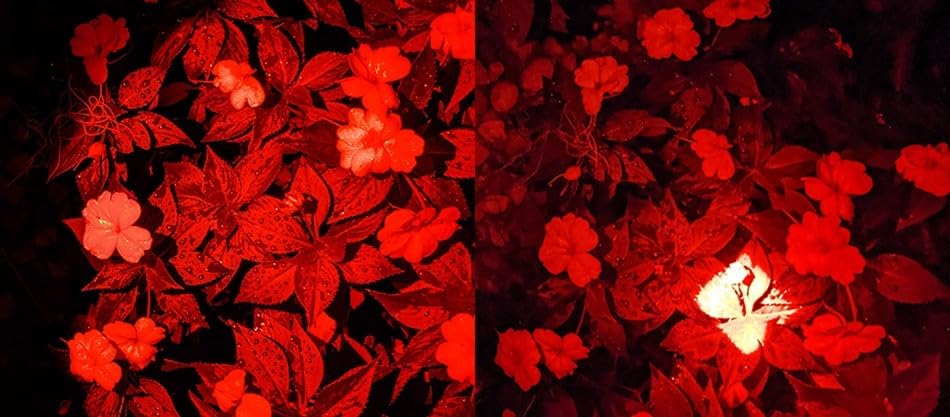 STR-High Power One Mode Red LED Flashlight, Powerful Single Mode Long ...