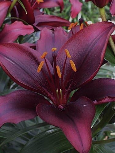 Amazon.com: 50 Bulb of Lilium Asiatic Landini - Lily : Everything Else